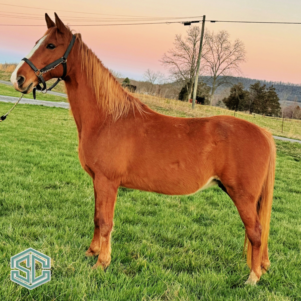 X43) THE SKY QUEEN 20705860 – Two Time Reserve World Champion mare, she ...