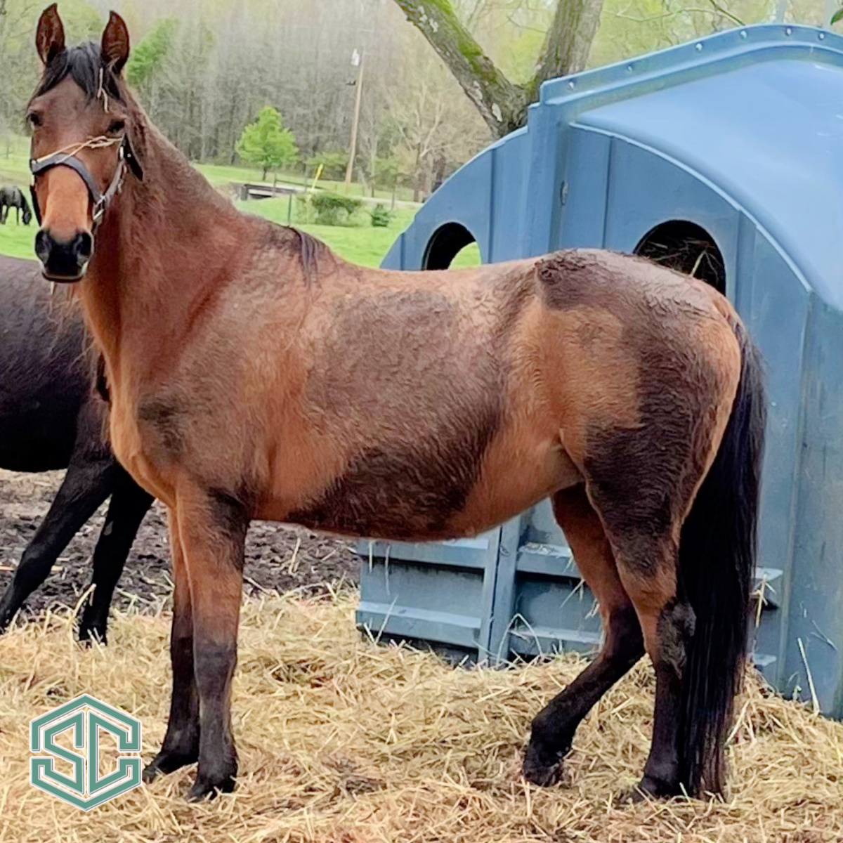 02) ALL THREATENING SKY 20805261 – This BAY daughter of All Skywatch is ...