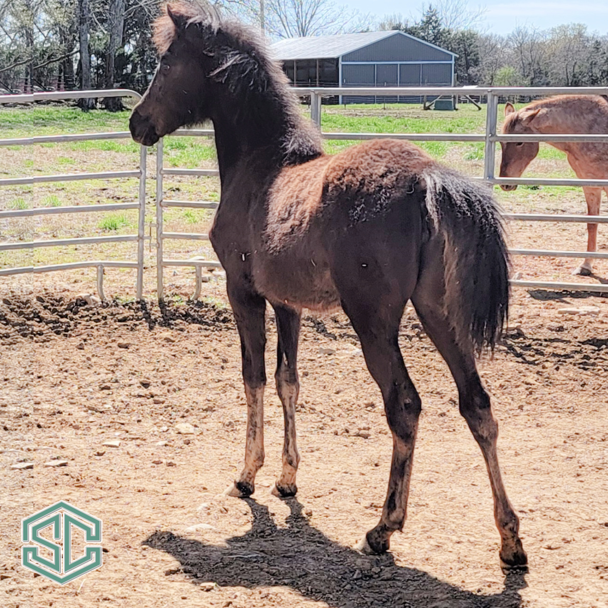 35) CHURCH LADY 22400046 – A FALL WEANLING daughter of many time WGC ...