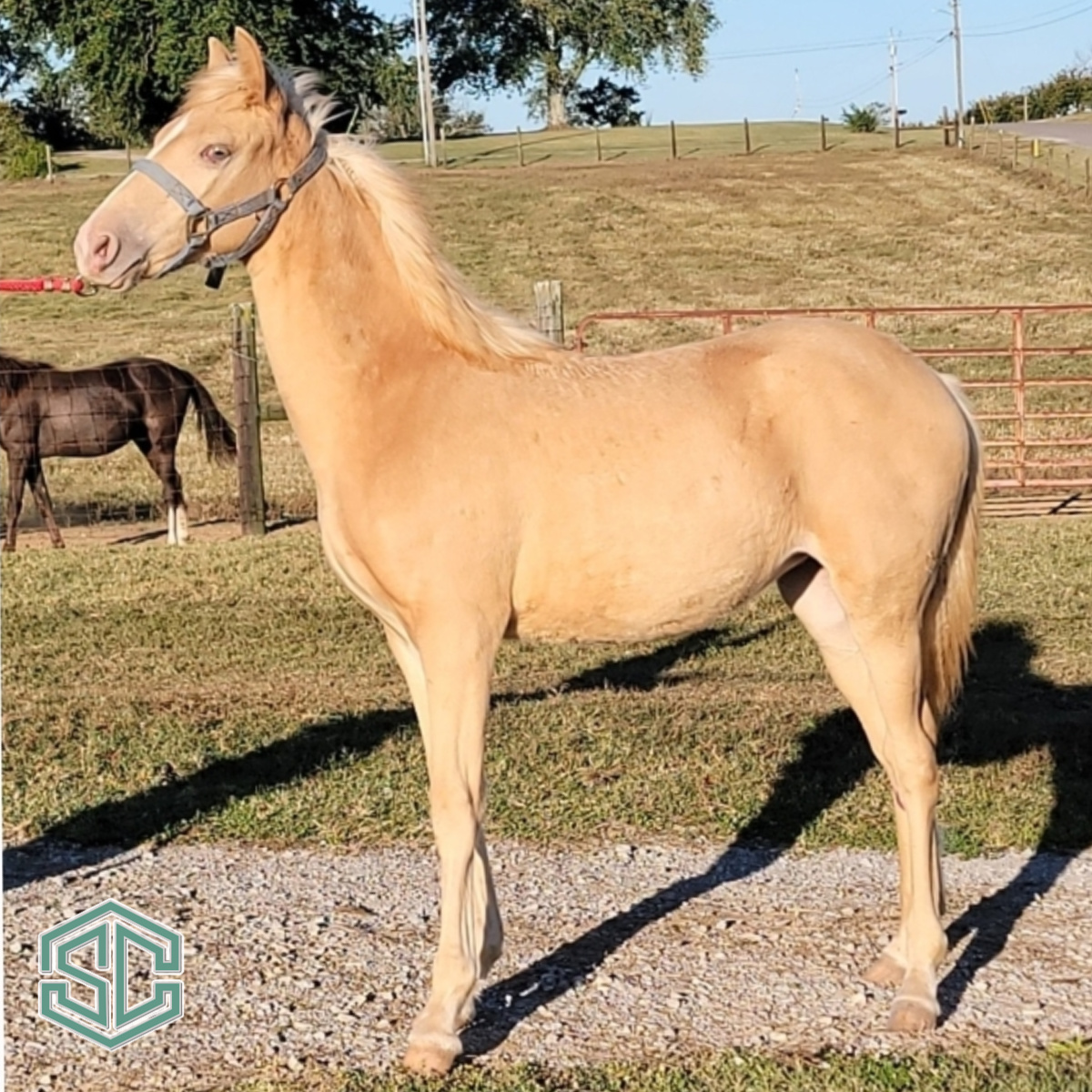 29) EXTRAORDINARILY GRACEFUL 22301245 – A beautiful PALOMINO YEARLING ...