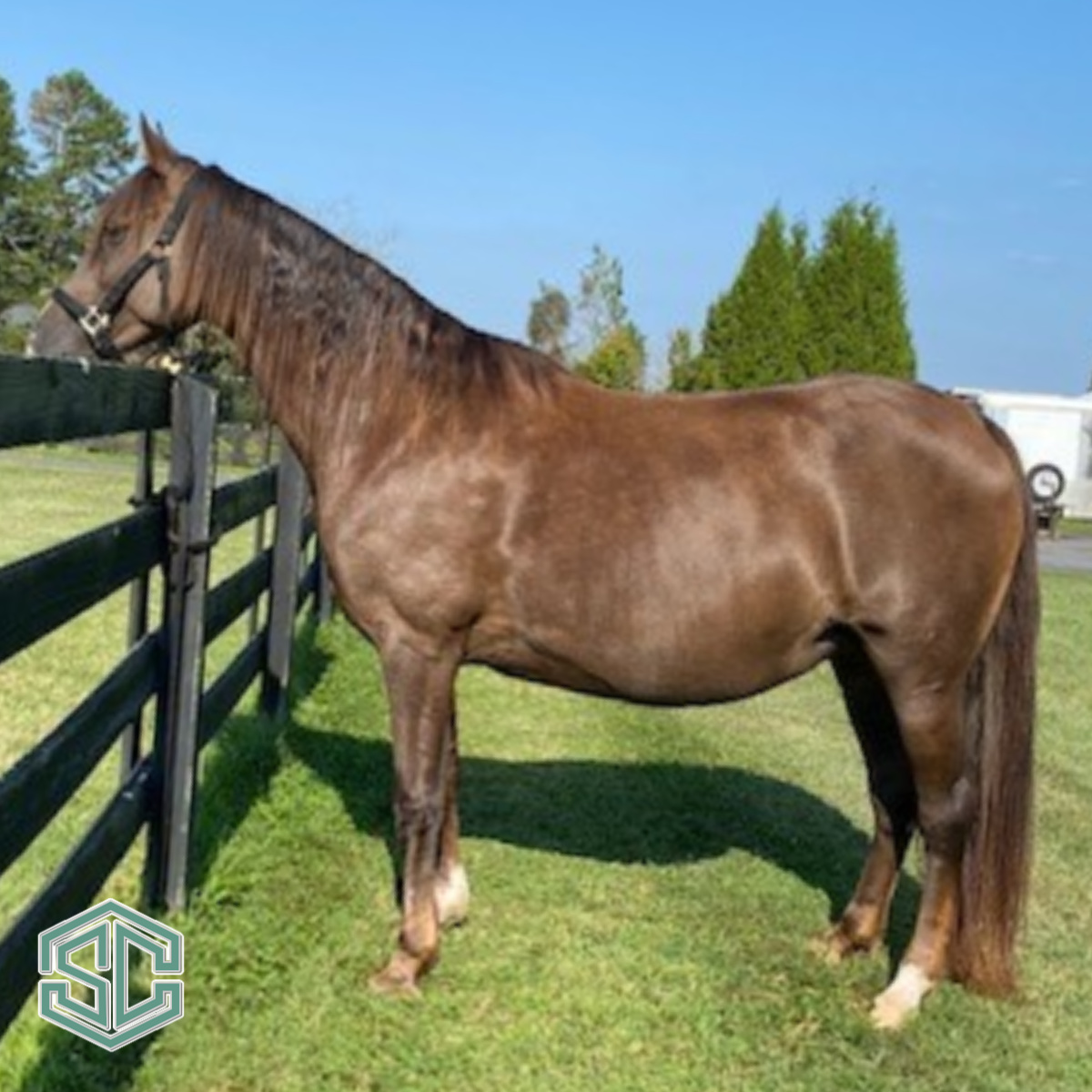 21) LIME-A-RITA 21100445 – Perennial show ring favorite Res. WC Lime-A ...