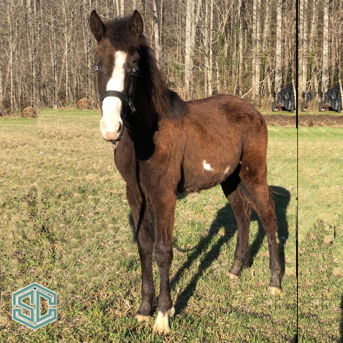 27) PANDA DUN IT AGAIN 22302229 – A Unique Overo son of Panda Dun It ...