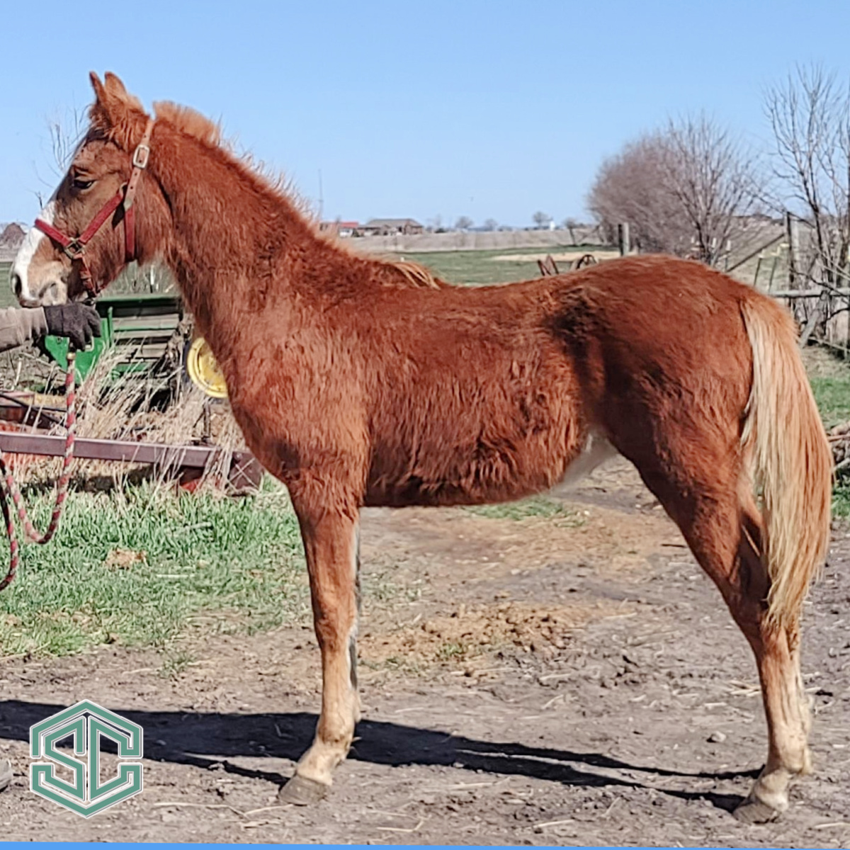 24) ROYAL ROWDY’S FAVORITE 22300537 – A yearling son of Royal Rowdy out ...