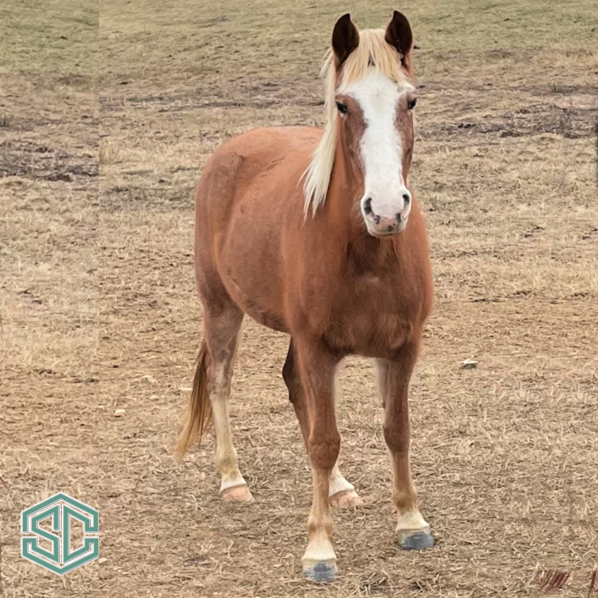 31) SOME BLACK DIAMONDS 22001947 – A sharp daughter TWHBEA Hall Of Fame ...