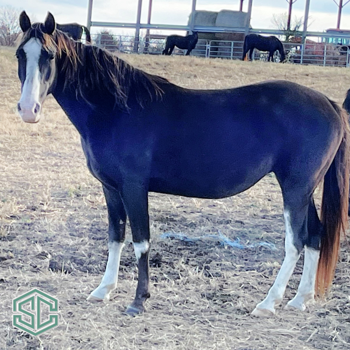 59) WATCHIN’ OUR DOLLAR’S 21301655 – A daughter of WC A Strong Dollar ...