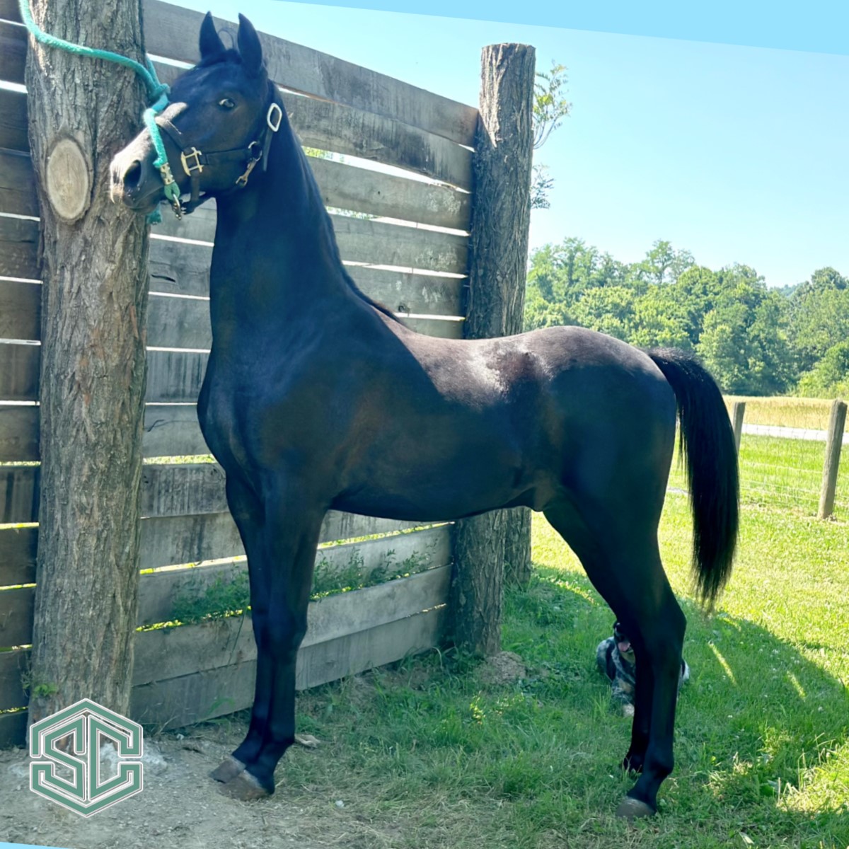 15) A PERFECT WIN 22301361 – A yearling and the FIRST colt sired by Two ...