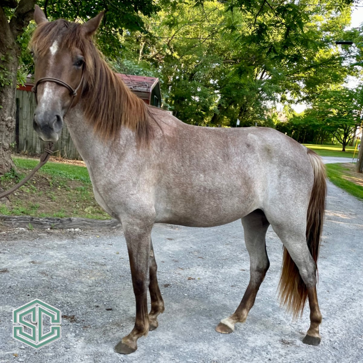 21) BLUE SCARLET ON PAROLE 22200770 – A beautiful Two Year Old Classic ...