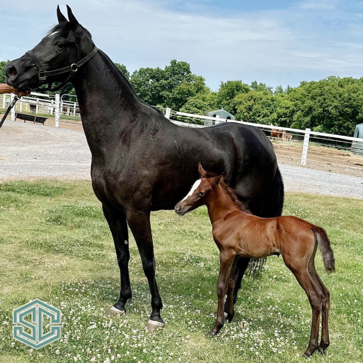 08) HAILIE JADE 21902471 – A daughter of WGC He’s Slim Shady out of a ...