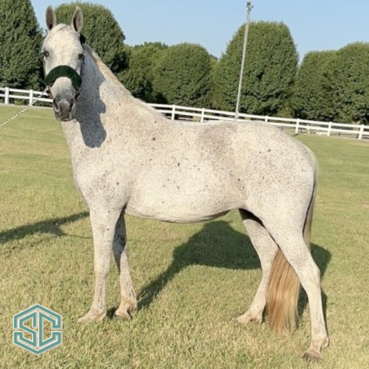 J63) IM A SHADY ROSE 20807364 – A daughter of WGC The Black Night Shade ...