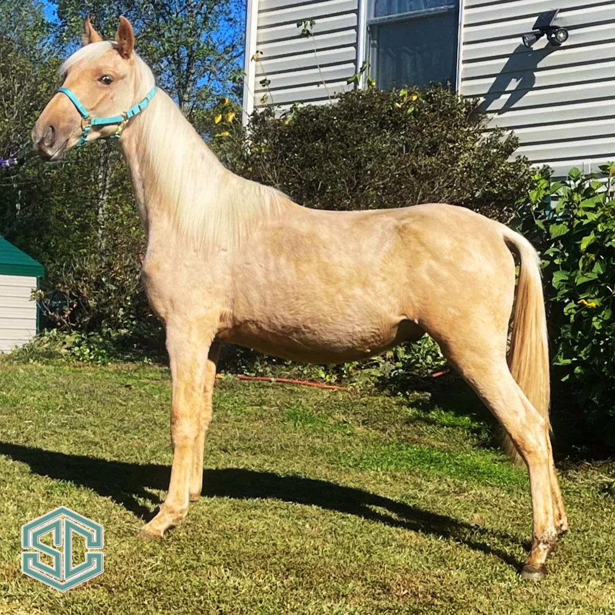 A15) JW’S JAZZ SHOW 22400230 – A PALOMINO FALL WEANLING sired by World ...