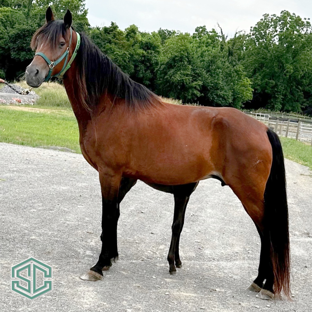 01) JOSE’S MAGNIFICENT MILLIE 21700199 – A BAY daughter of Jose’ Jose ...