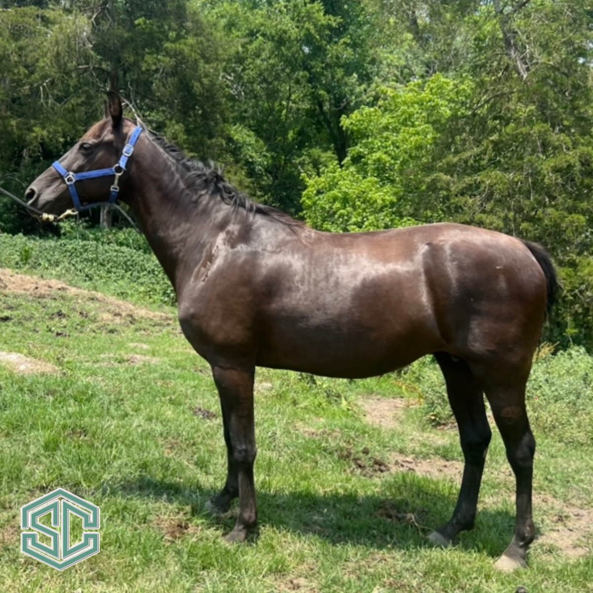 07) STAR– A grade/unregistered mare suitable to be used as broodmare ...