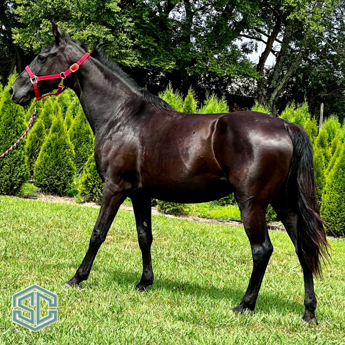 02) THE LAW GIRL 21400571 – A daughter of WGC Gen’s Armed and Dangerous ...