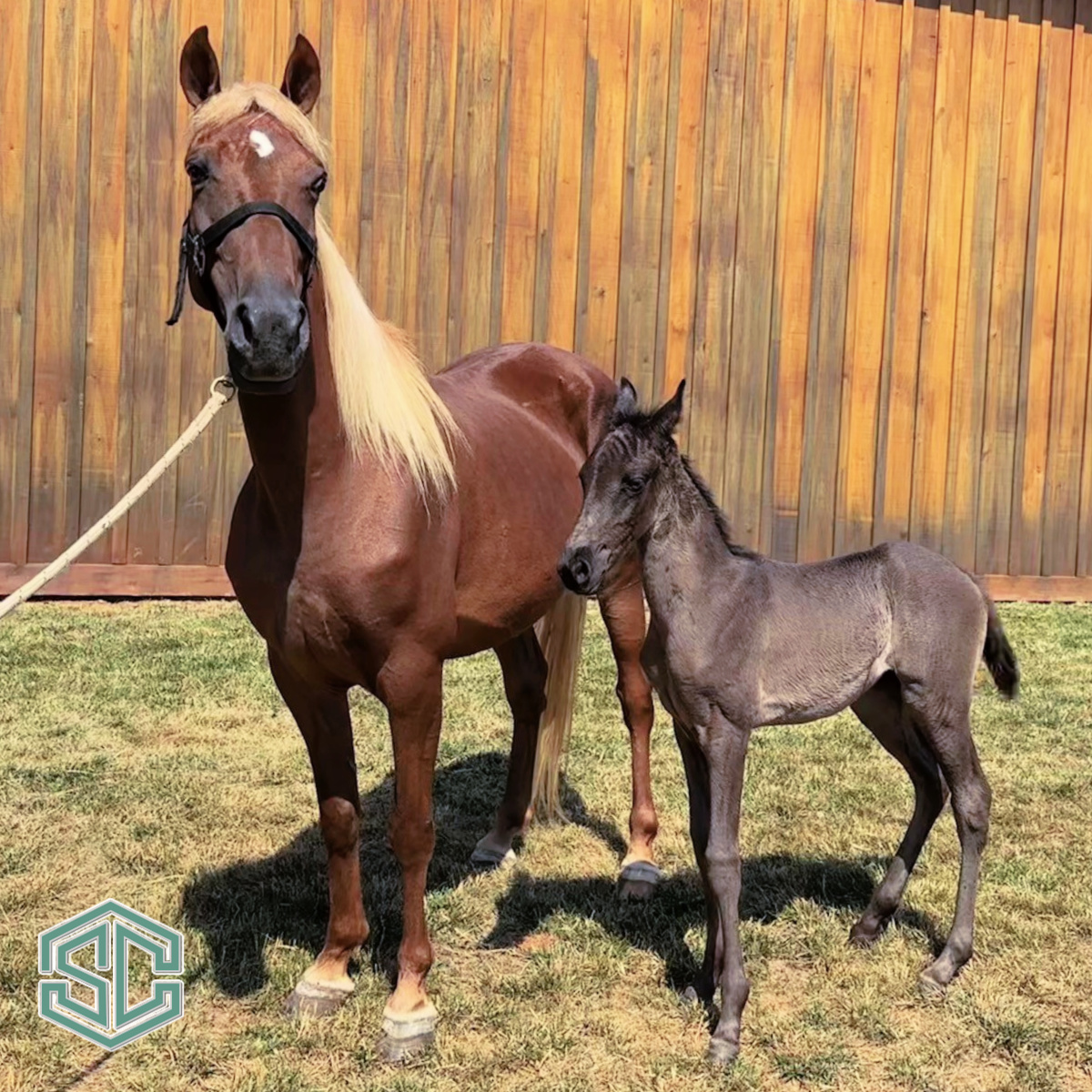 73) BLACK GIN BOOGEY 21501723 – A BLONDE mane and tail daughter of Hall ...