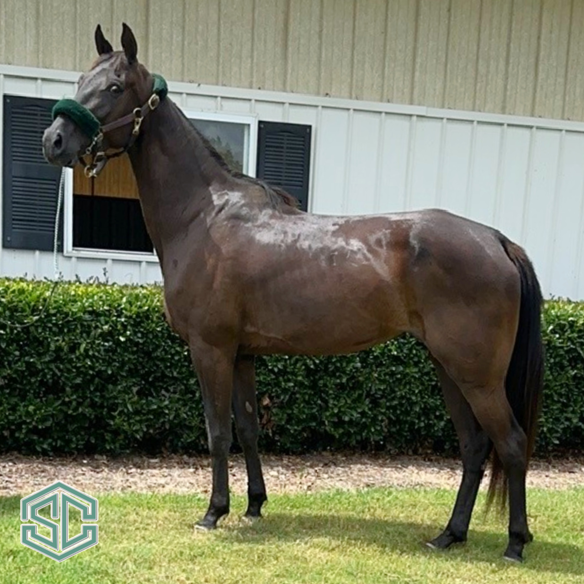 61) FABULICIOUS 21902641 – Blue Ribbon Winning All Day Pleasure mare ...