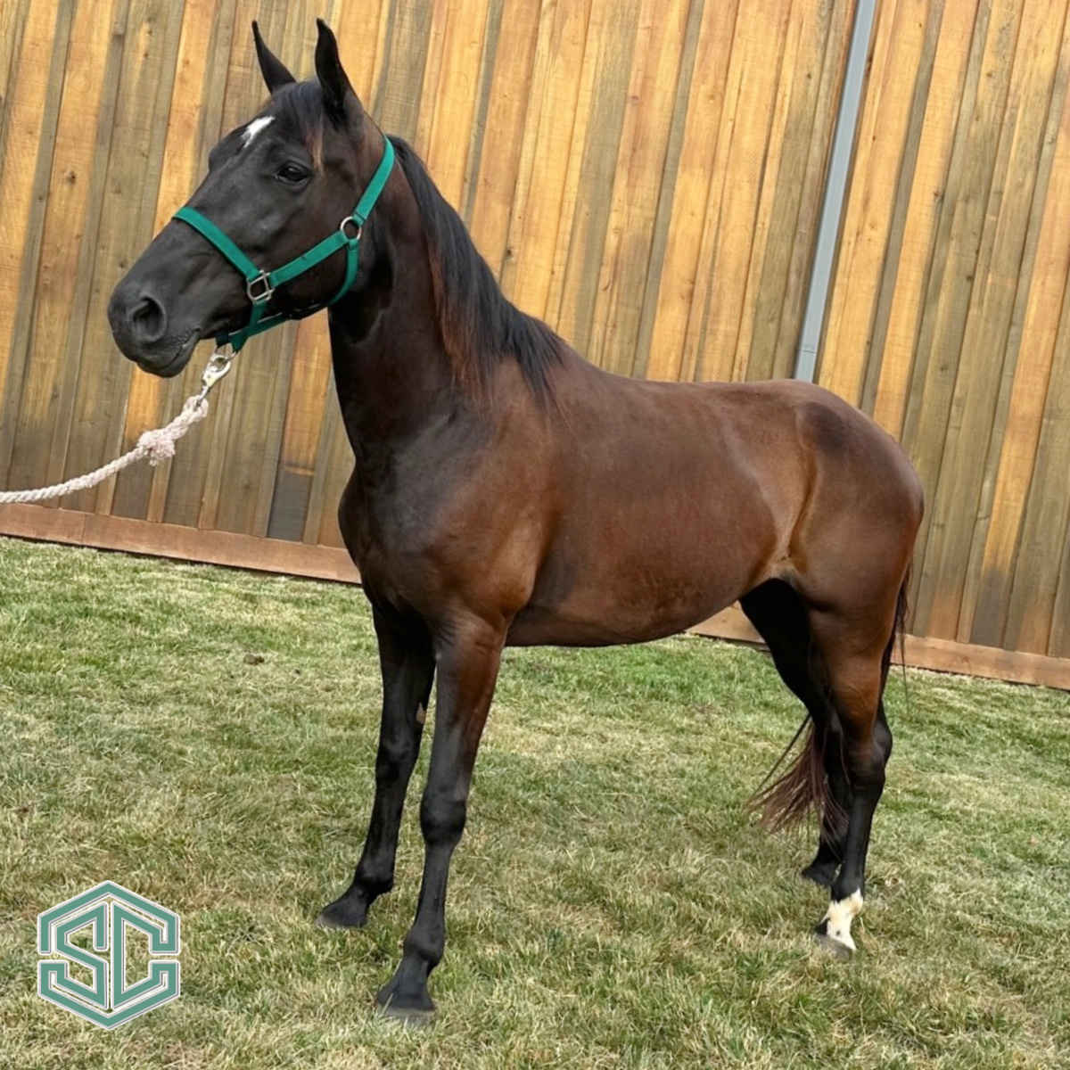 zBIN 48) GENERATOR’S BLACK GEN 21602199 – A daughter of TWHBEA Hall of ...