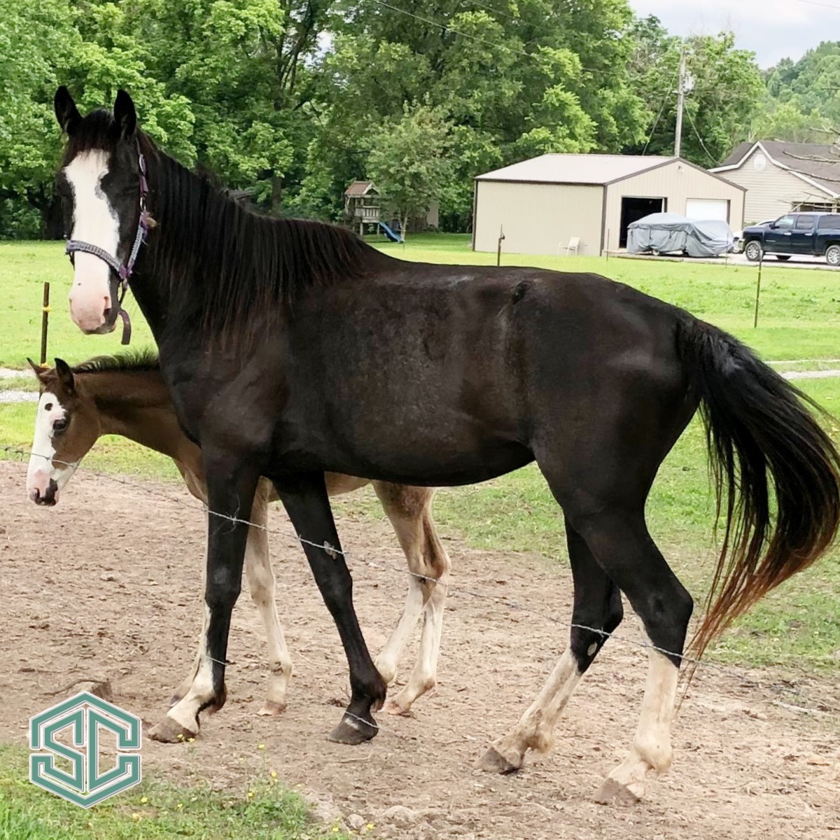 BIN 52) GET TO THE POINT THF 21700967 – A SABINO daughter of World ...