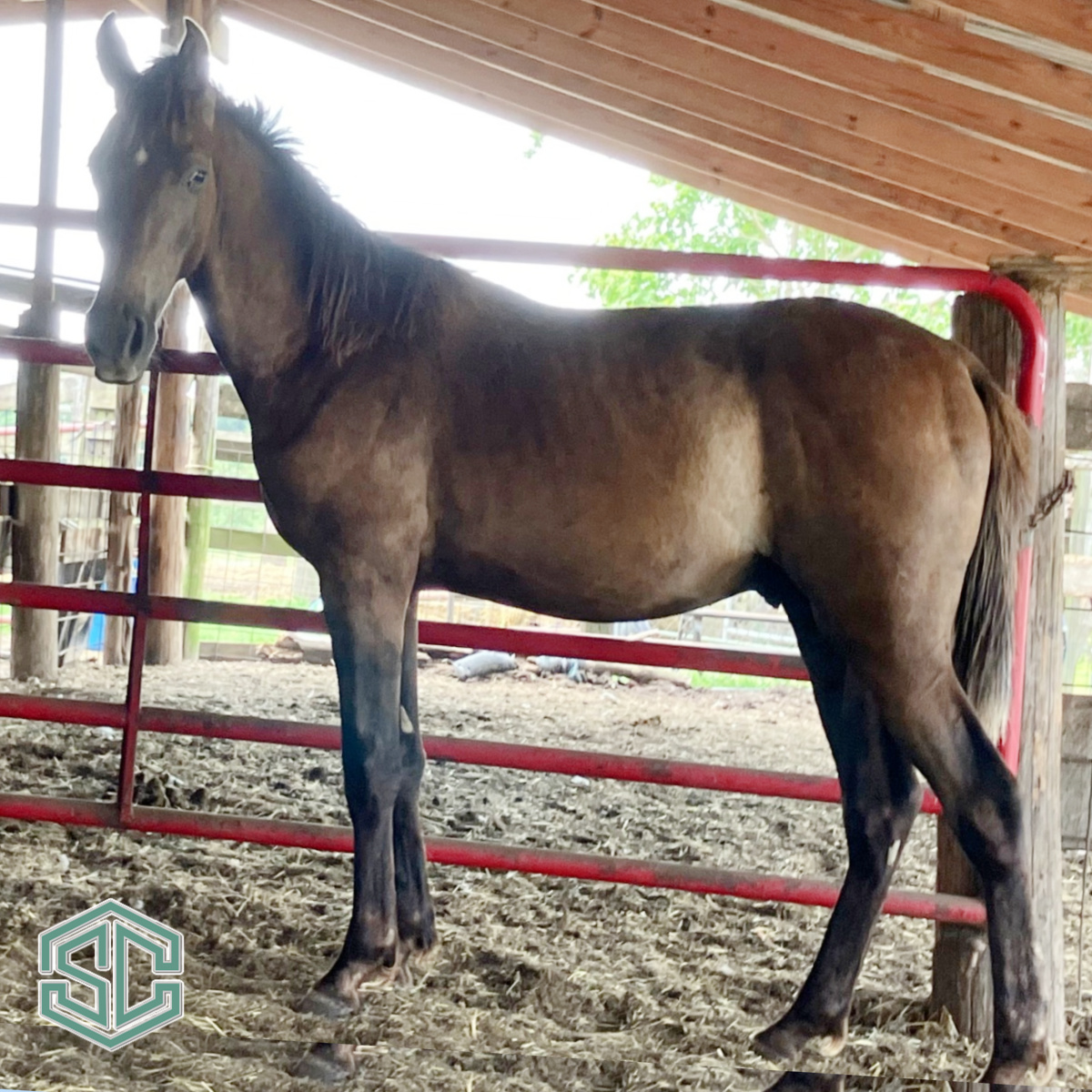 62) MAYHEM AT BONNAROO 22301159 – A Grey Yearling son of WGC I’m Mayhem ...