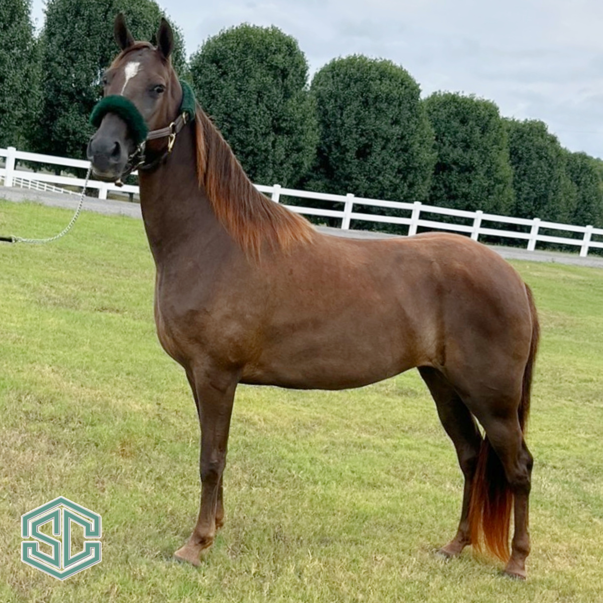 93) RACQUEL RITZ 21501394 – A Former show mare, she is one of the youngest daughters of the ...