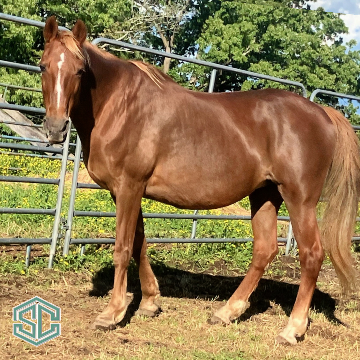 zBIN 45) SHE’S FULLY RITZ 20205748 – A daughter of WGC He’s Puttin’ On ...