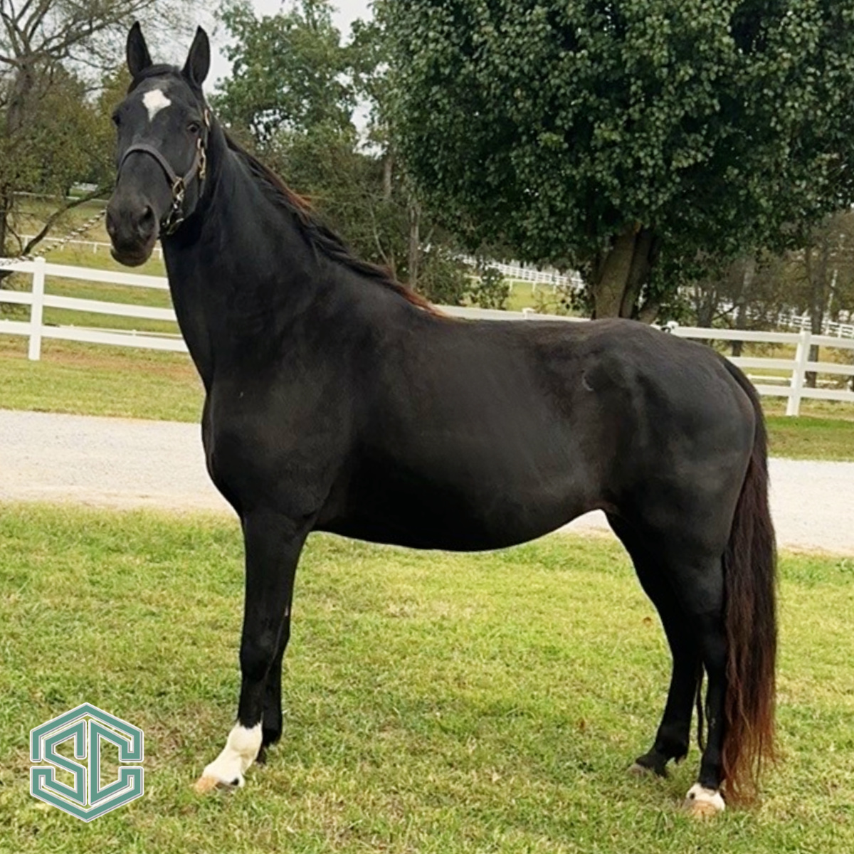 J02) SMOOTH GIN 20708694 – A daughter of Hall of Fame stallion Gen’s ...