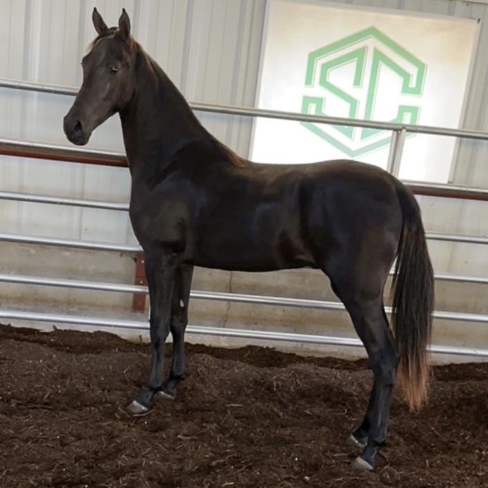 YG A-28 MY WALK TIME AMIGO – A Yearling Stallion sired by Walk Time ...