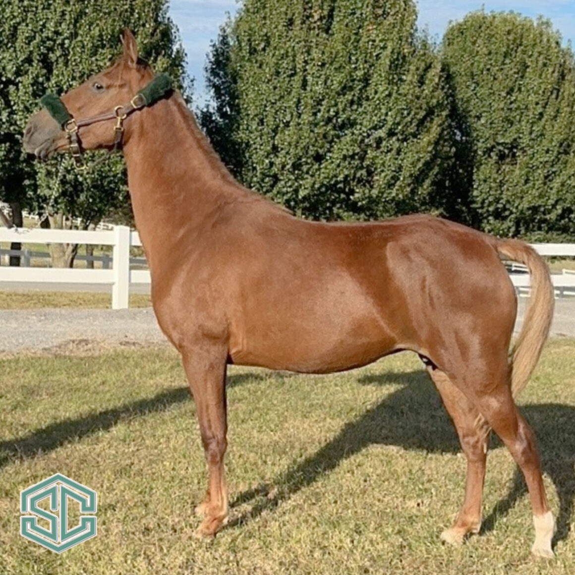 Auctions - Sugar Creek