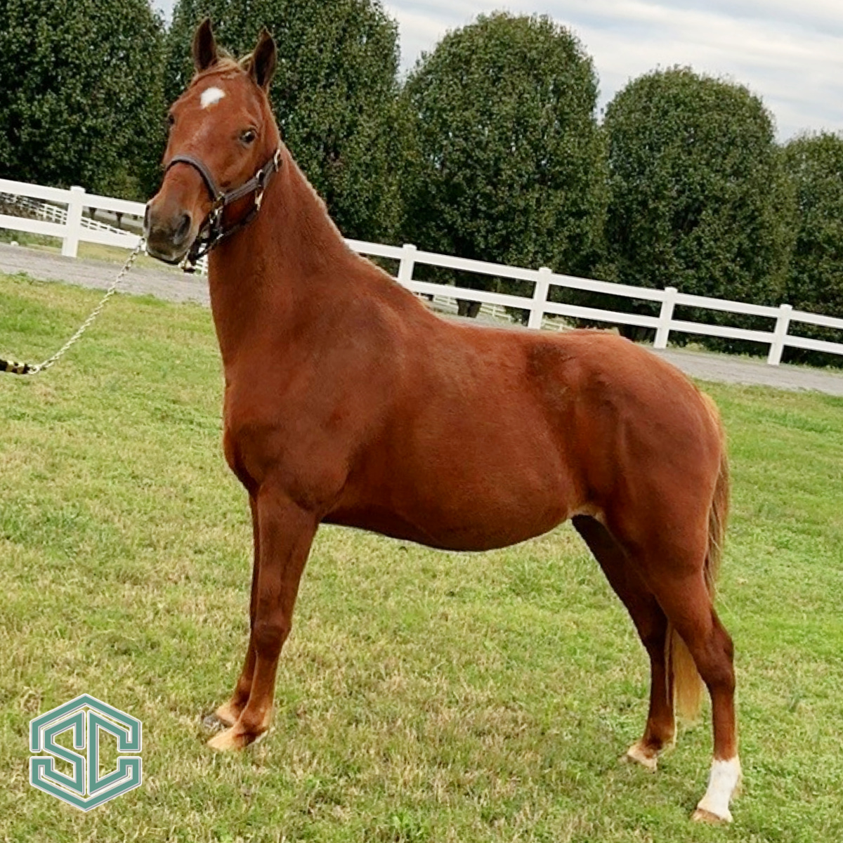 A20) SHE’S SWEET CASH 21901186 – This YOUNG daughter of Hall of Fame stallion Lined With Cash is ...