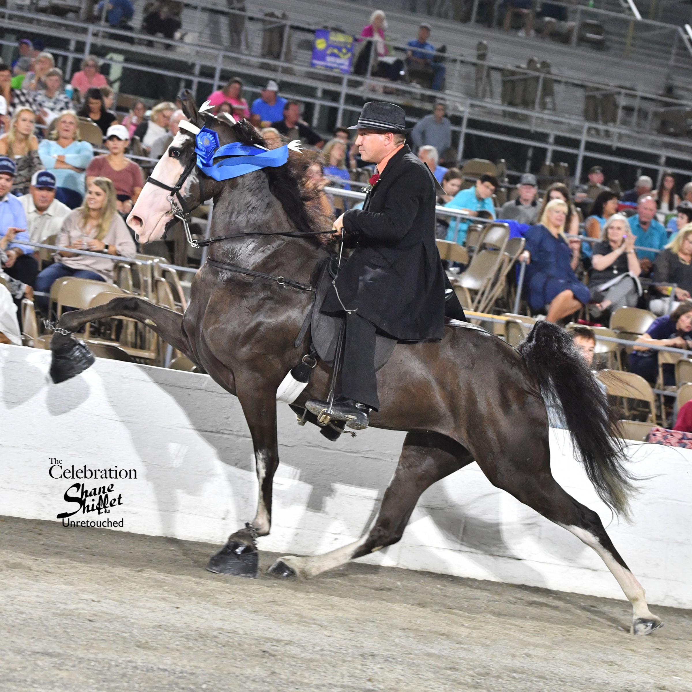 39) CHARLIE ON FIRE 21402679 – World and Reserve World Champion Charlie ...