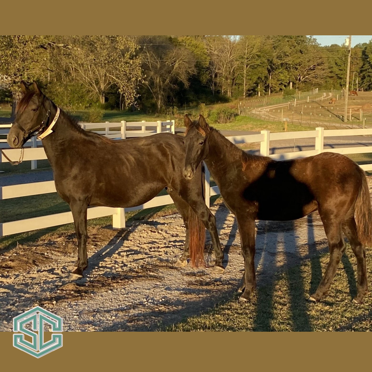 42) HAWK WATCH 21901783 – A daughter of The Perfect Hawk out of World ...