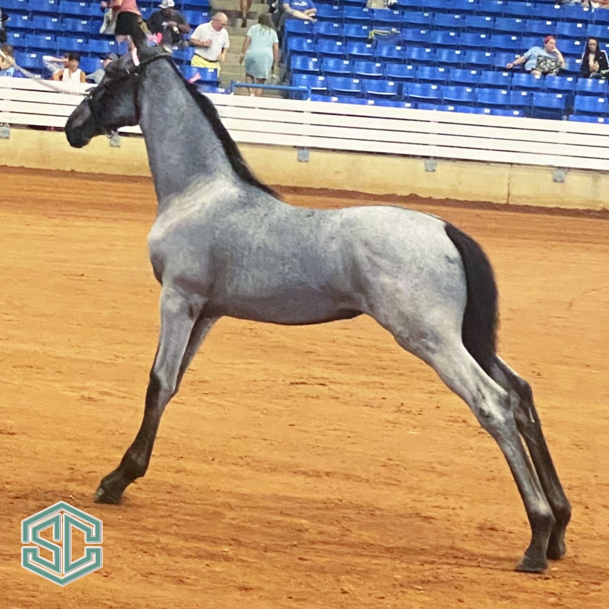 20) OOH LAH LAH 22400784 – Sired by WGC Jimmy Choo and out of Res. WC ...