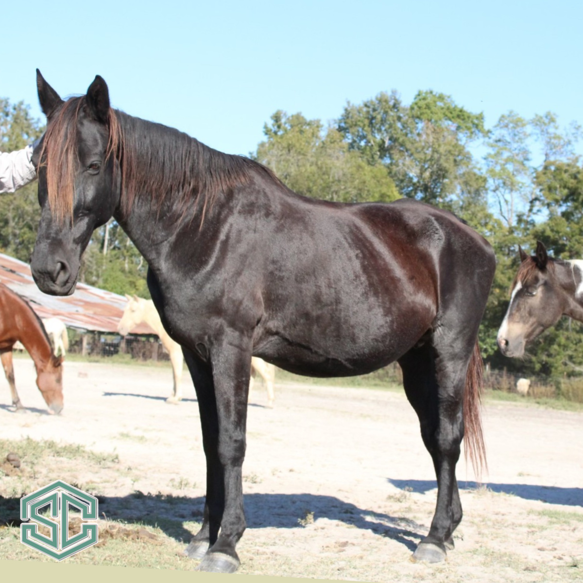 60) A BLUE LIGHT SPECIAL 20700789 – This BIG Black ROAN mare is sired by He’s Got The Blues out ...