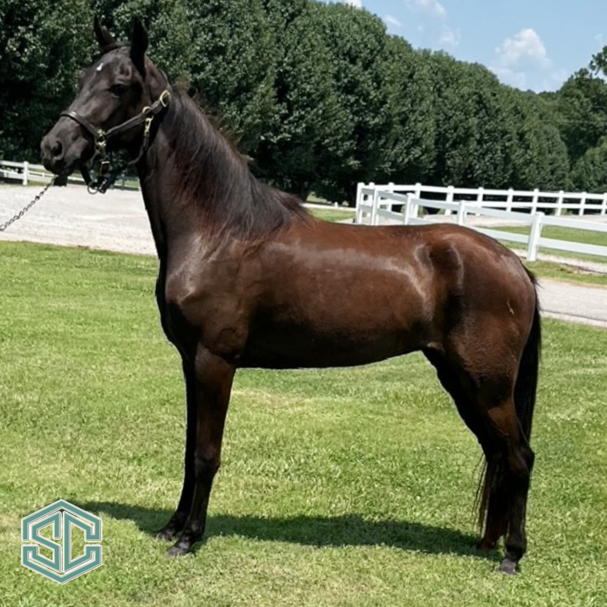 06) JAZZ REVIVAL 22300087 – Sired by WGC Jose’ Revival and out of World ...