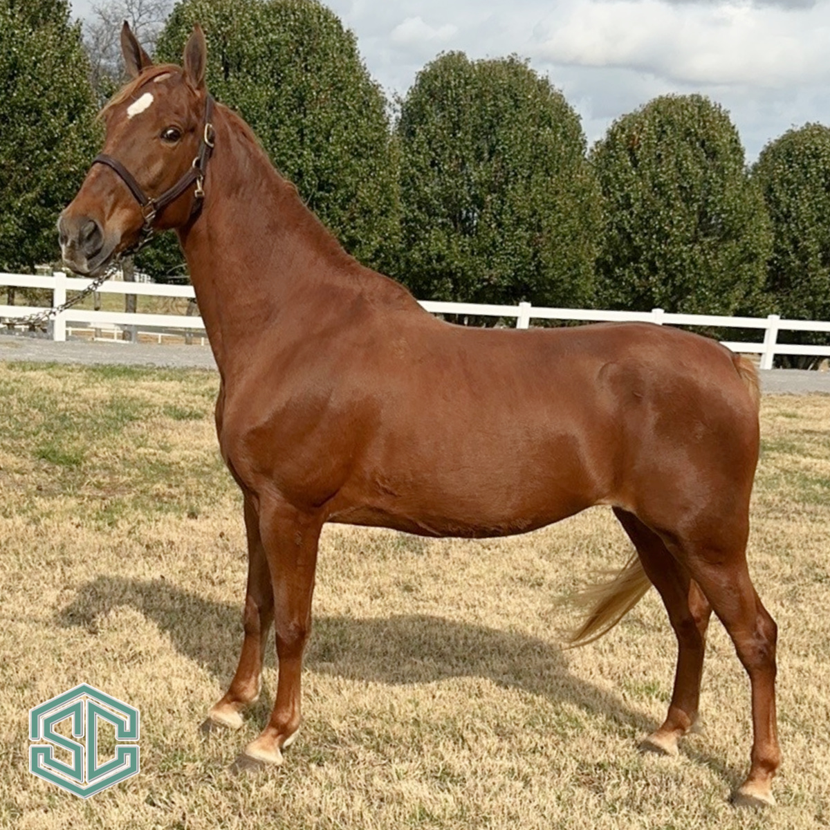 56) JUST CALL ME CHARLI 21700875 – A daughter of WGC Walk Time Charlie ...