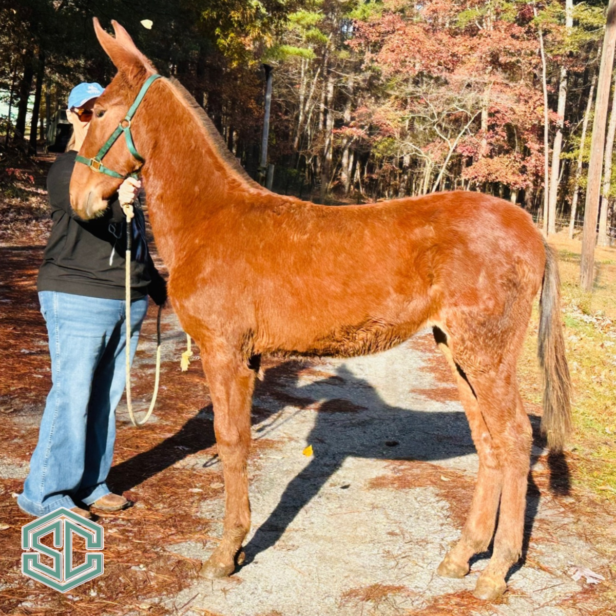 J21) MAMIE SUE – A YEARLING MARE MULE! Sire is the renown gaited jack ...