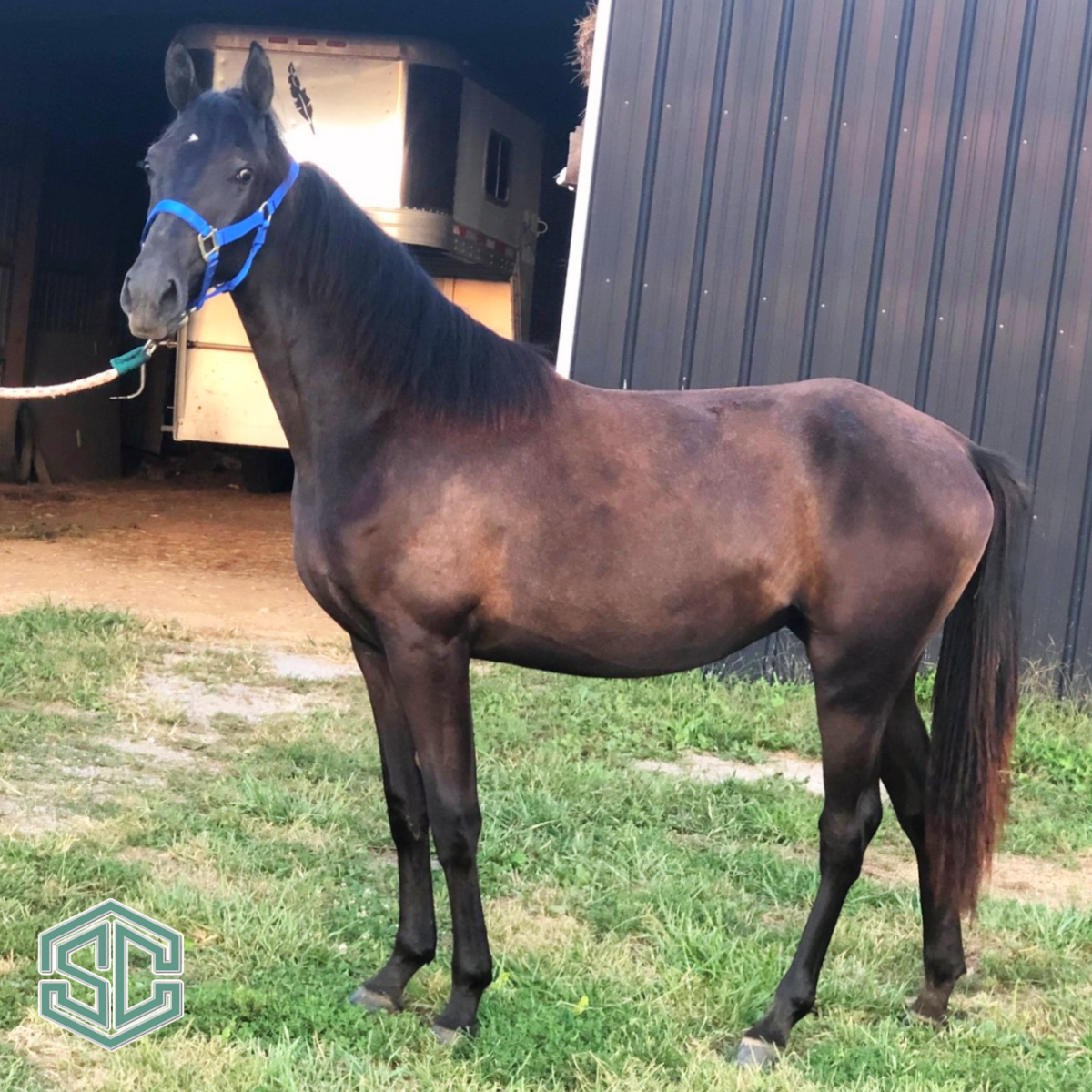 A21) PERFECT NEMESIS 22300378 – A GREY Yearling filly READY TO START ...