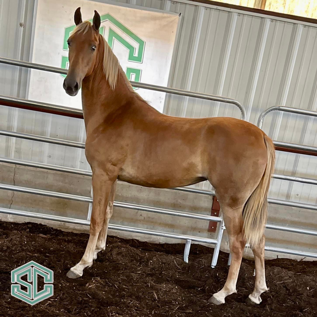 A22) POPPET 22302504 – A BEAUTIFUL Yearling Filly sired by WGC Warbird ...