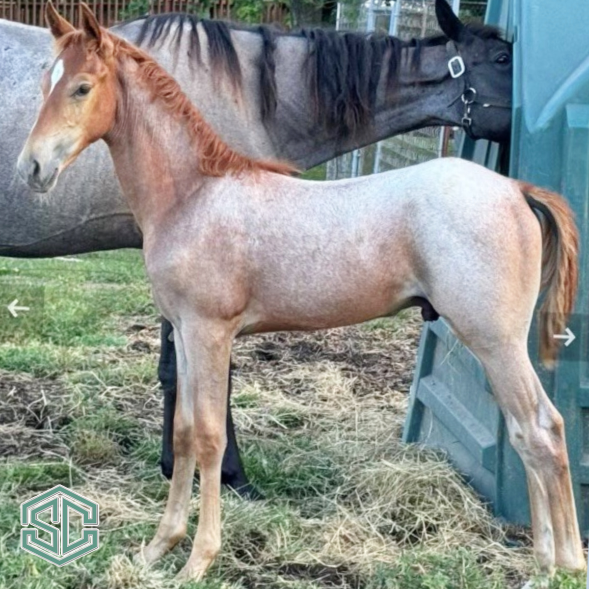 W52) A CONFEDERATE REWARD 22401593 – A HANDSOME SORREL ROAN colt sired ...