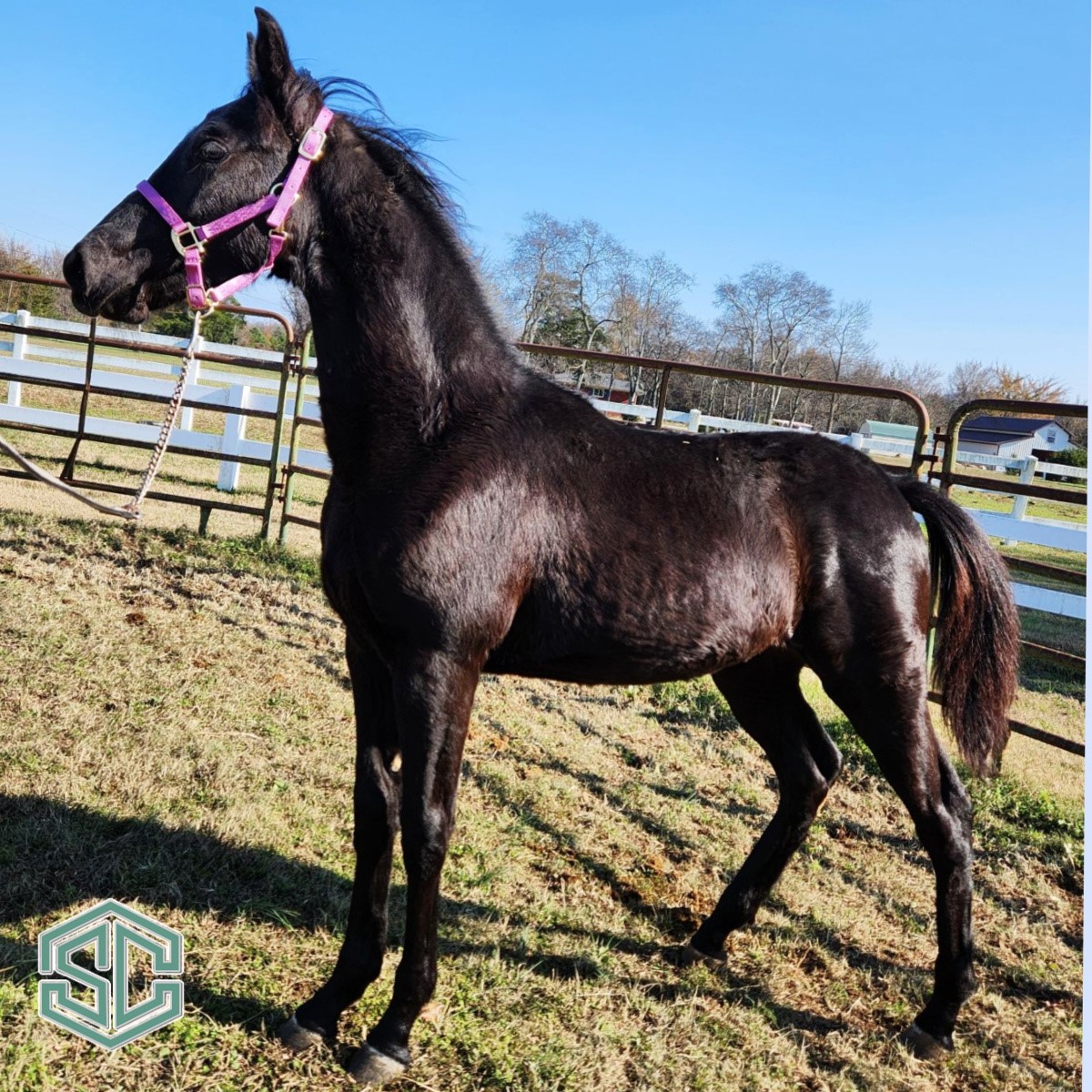 W24) A MAIDEN JUSTICE 22401689 – Sired by 3X WGC Justified Honors and ...