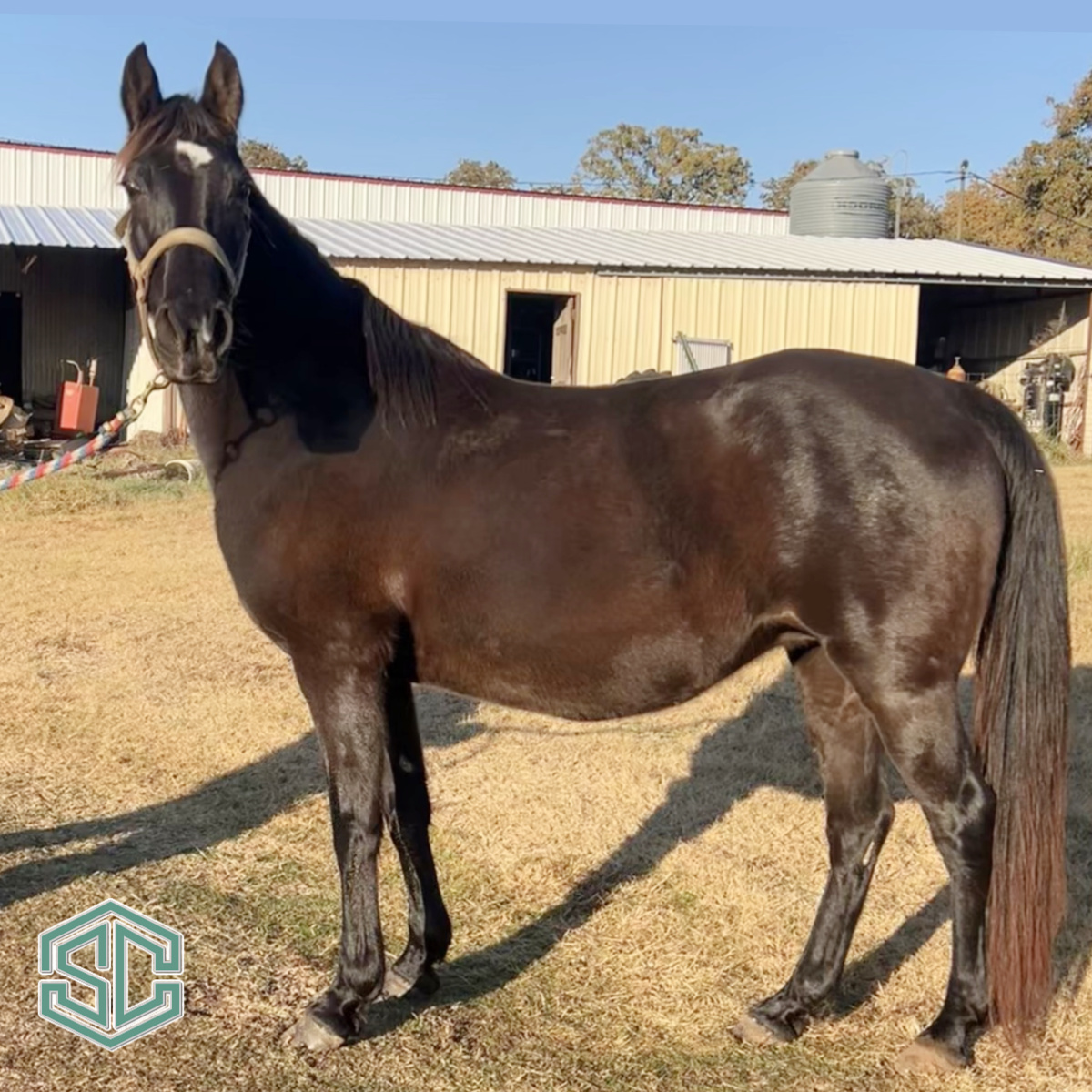 A63) AMERICAN LADY IN COMMAND 21001784 – Former Show Mare and daughter ...