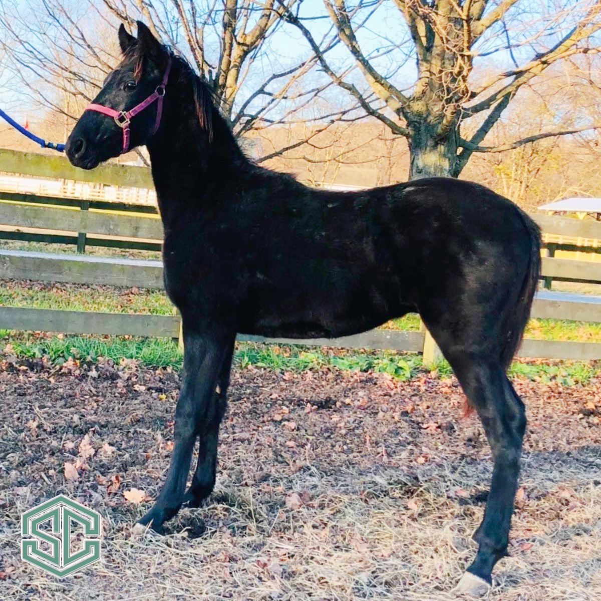 W54) FRONT ROW TICKET 22400730 – Sired by the great Jose’ Jose’ and out ...