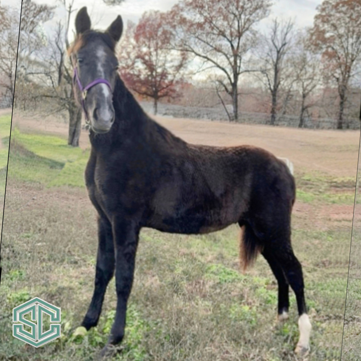 W30) HANDSOME DEVIL 22400854 – Sired by WGC The Dixie Lineman out of ...