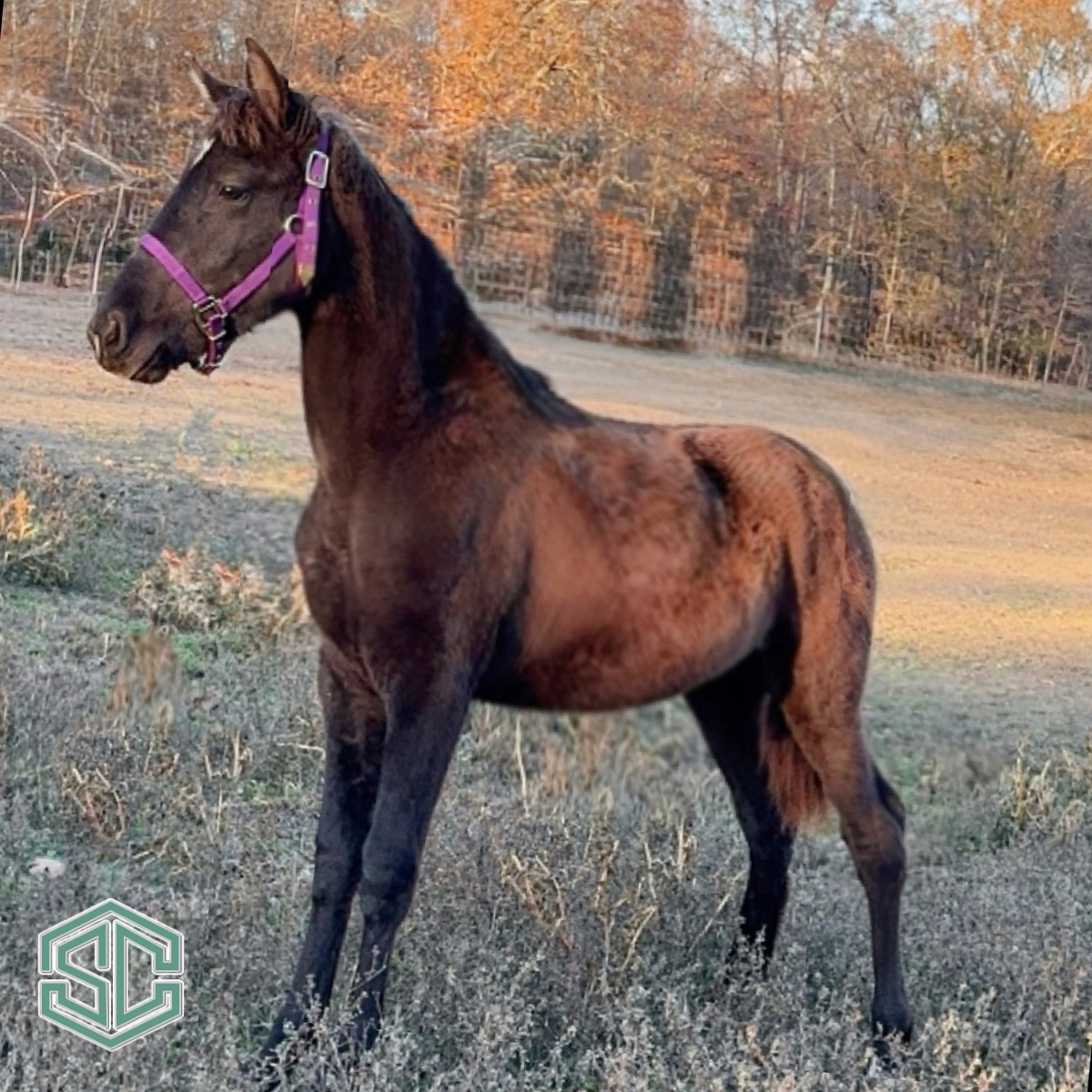 J69) JUDY LOCA 22401639 – Sired by Gin Loco and out of a Strong Dollar ...