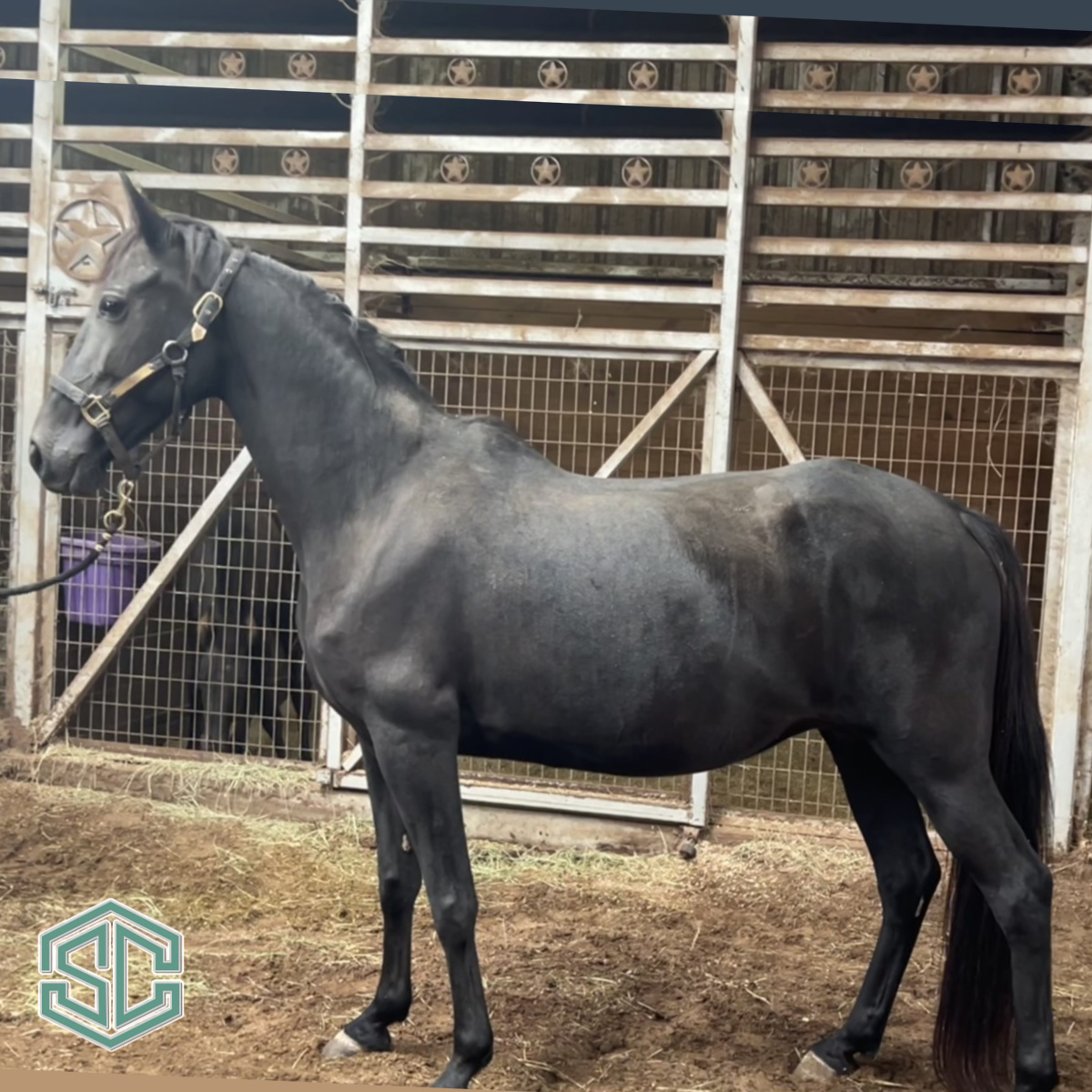 A58) LINED IN BAMA 21701426 – A daughter of Hall Of Fame stallion Lined ...