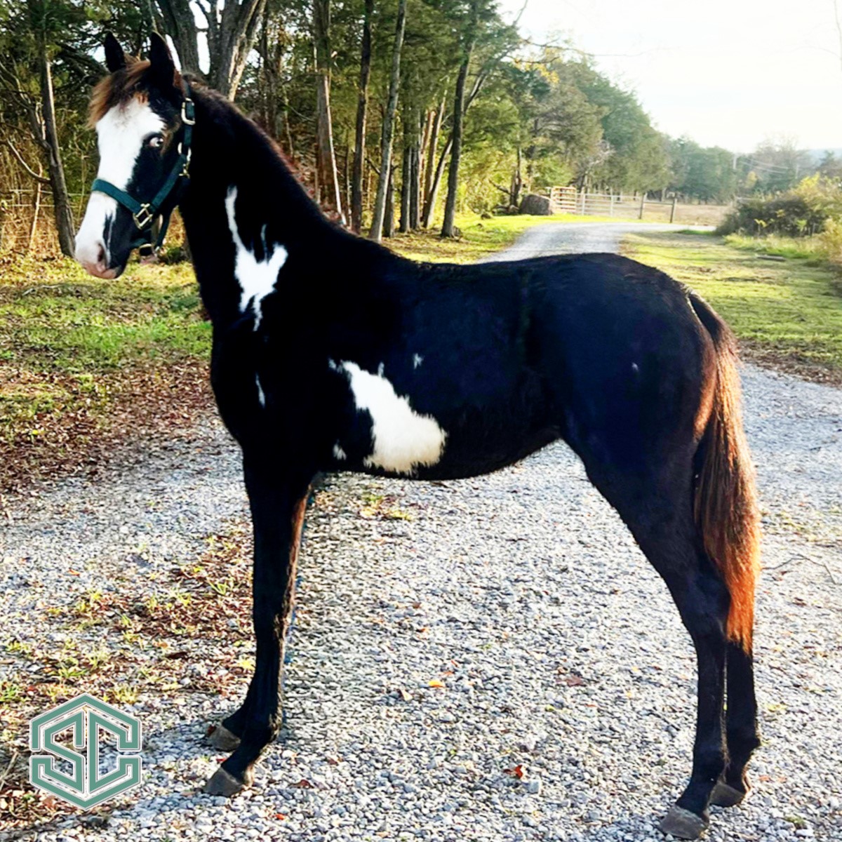 W11) LITE THE RITZ 22401347 – OVERO !!! Sired by notable OVERO stallion ...