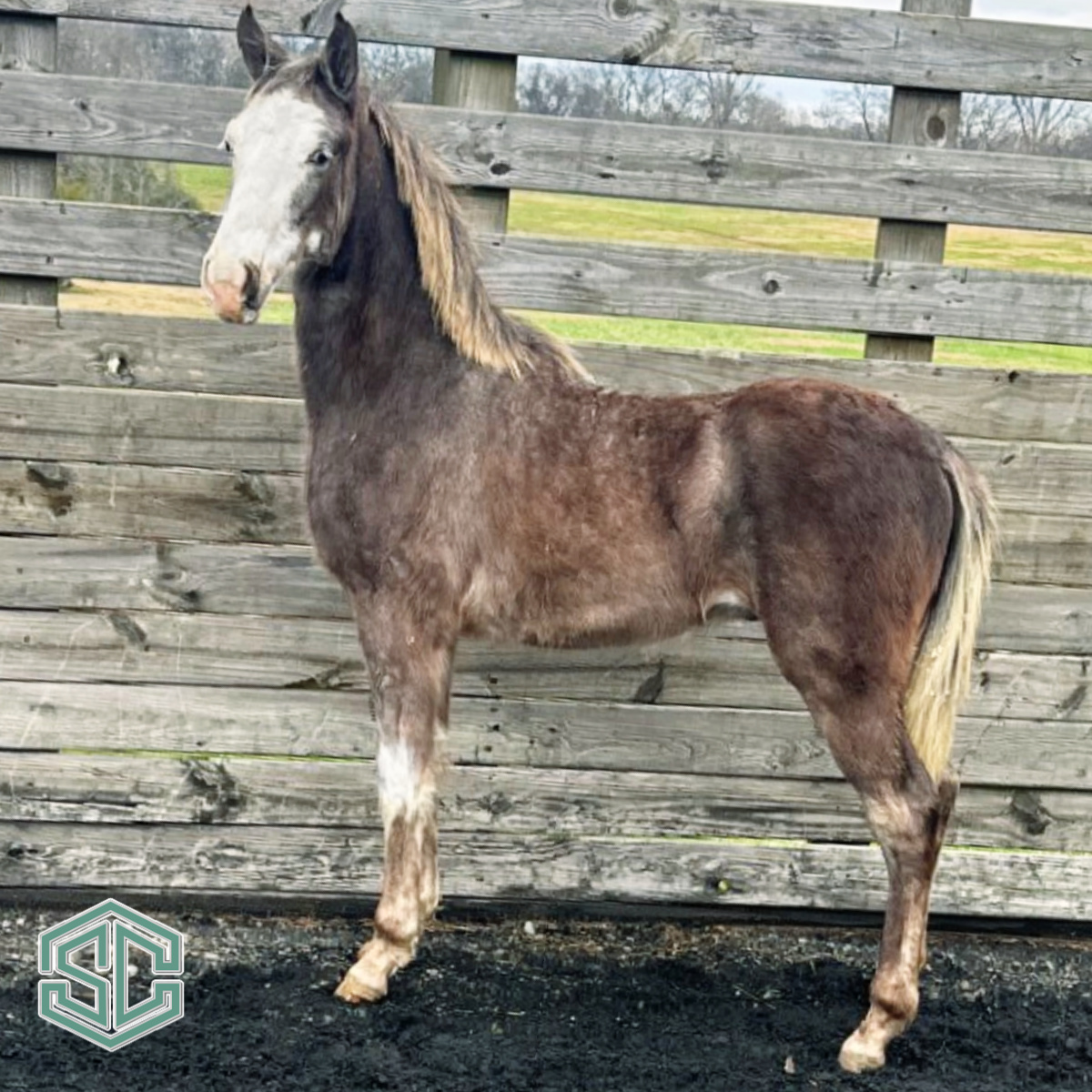 W58) MUDDY SIMPSON 22400638 – Sired by WGC Jose’ Revival and out of a ...