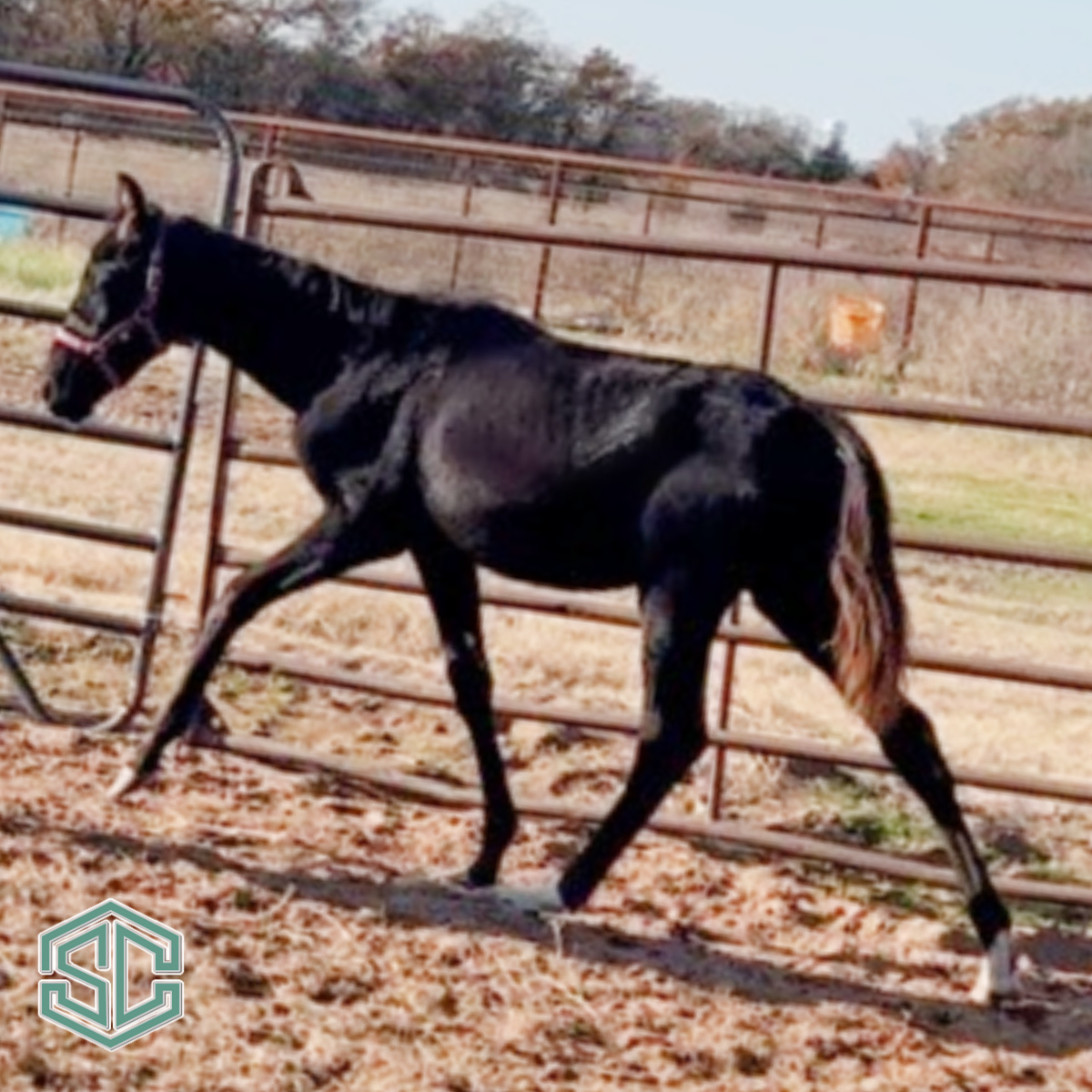 W48) NO MAS 22401582 – Sired by WGC No Mas Tequila and out of a Countdown Heat Wave mare. His ...