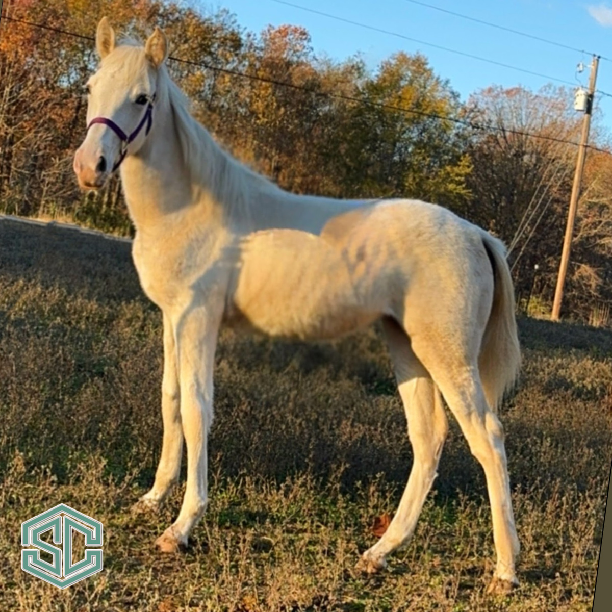 J22) REGINA GEORGE 22401236 – A BEAUTIFUL GOLDEN PALOMINO sired by ...