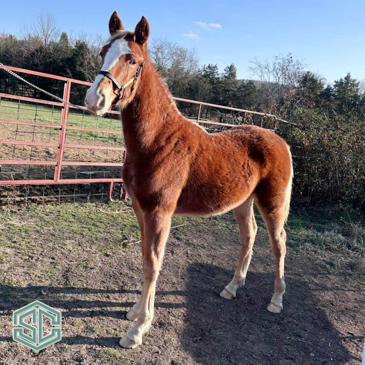 W45) STONE COLD DIXIE 22400568 – Sired By The Dixie Lineman and out of ...