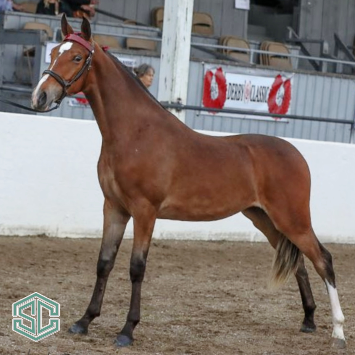 46) TEXAS BAYONET 22400681 – BEAUTIFUL BAY YEARLING FILLY Sired by I’m ...